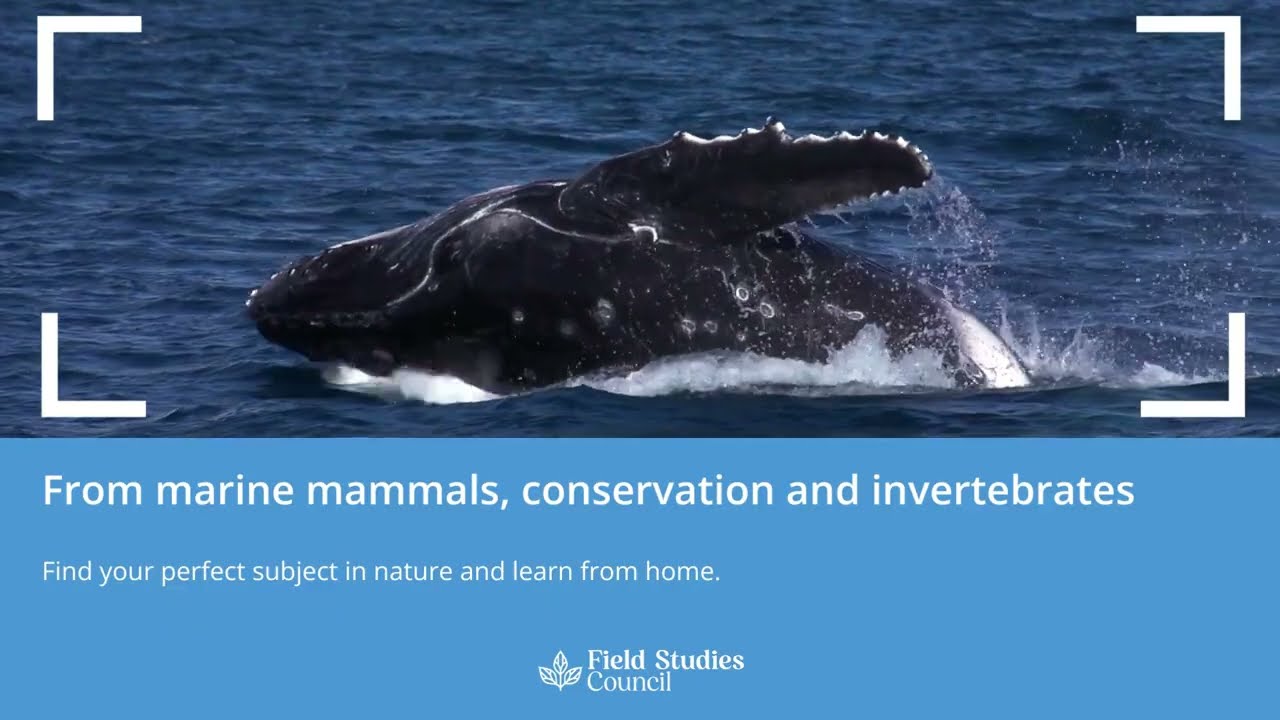 Online Courses with the Field Studies Council