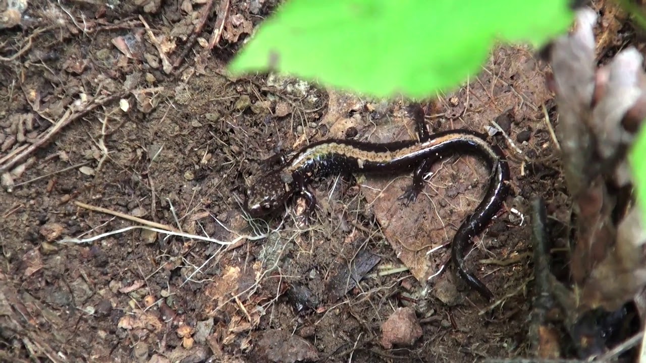 The endangered Shenandoah Salamander.