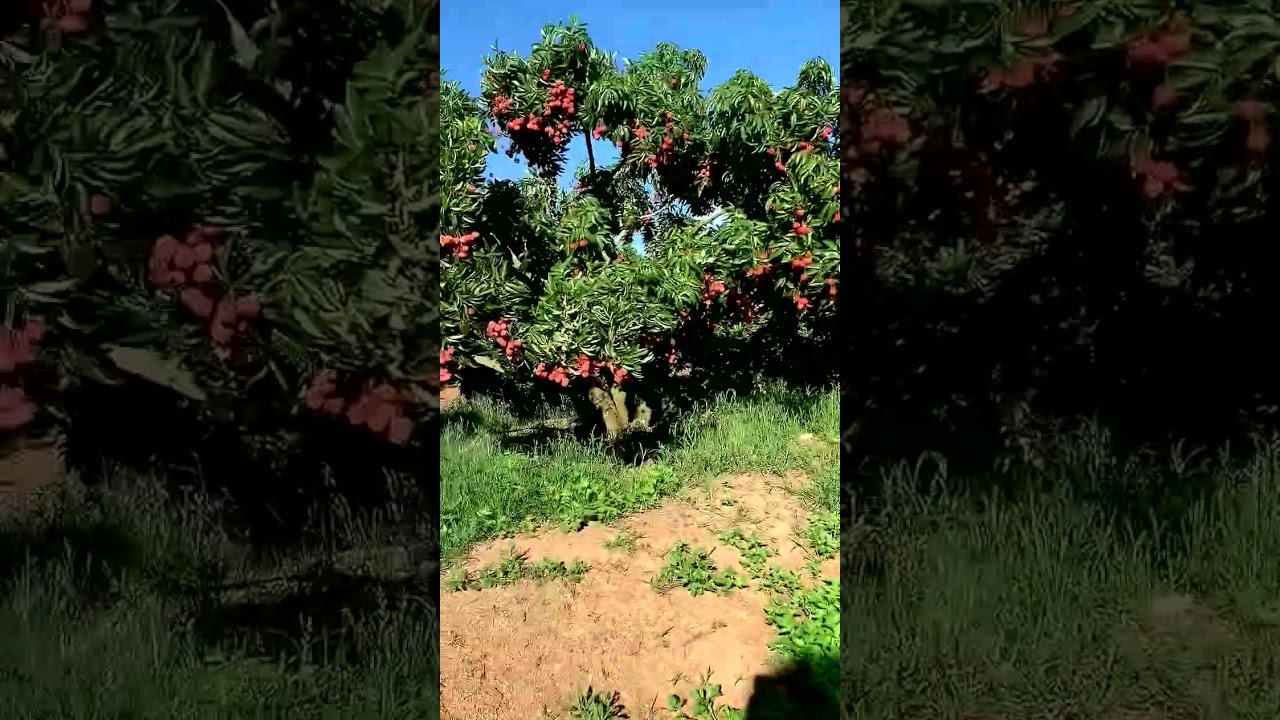 Pin on Awinash #fruit #satisfying