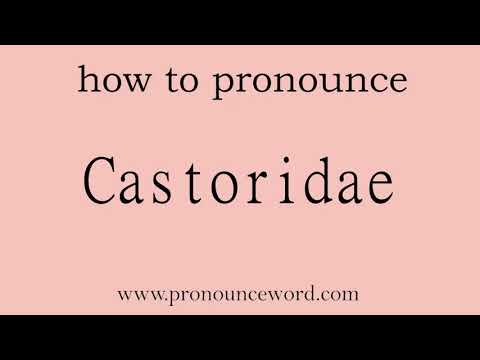 how to pronounce the english word Castoridae.