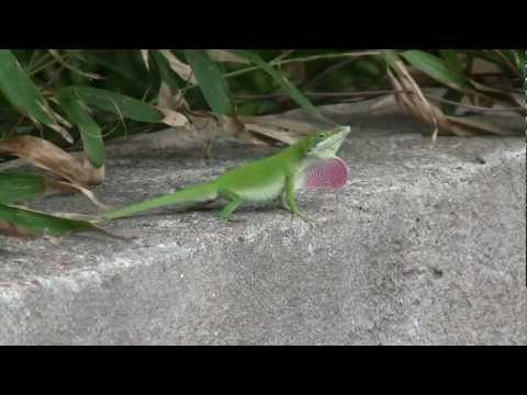 Video of Green Anole Displaying, then Changing Color – Anole Annals