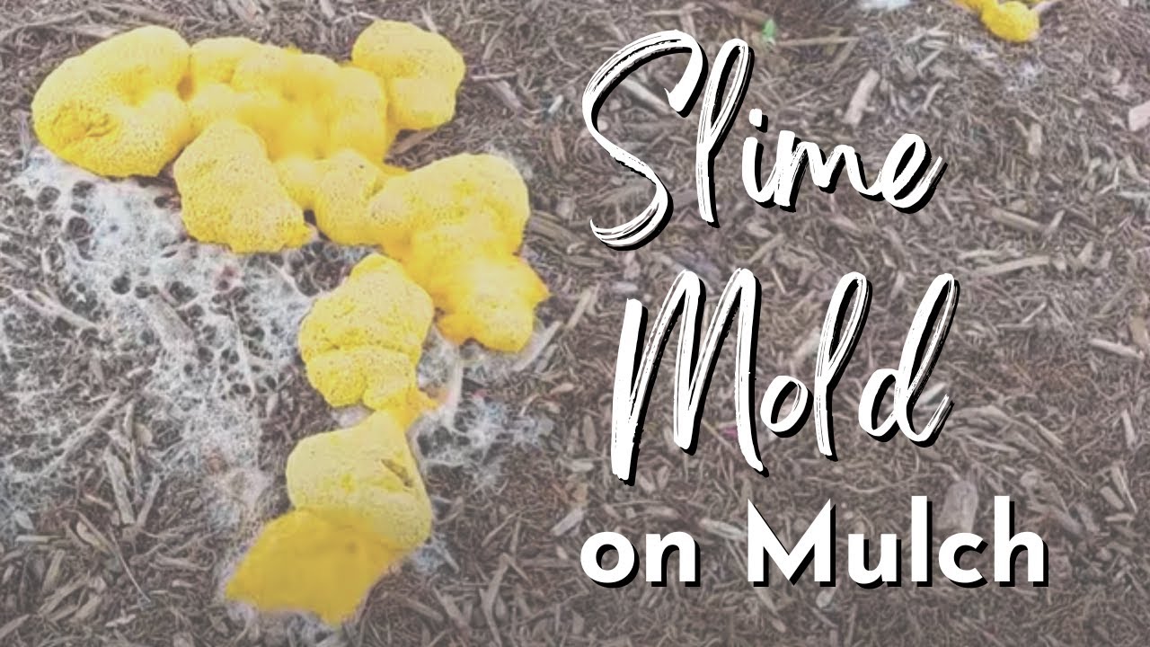 Slime on Mulch | Yellow Slime on Mulch | How to Get Rid of Slime Mold on Mulch