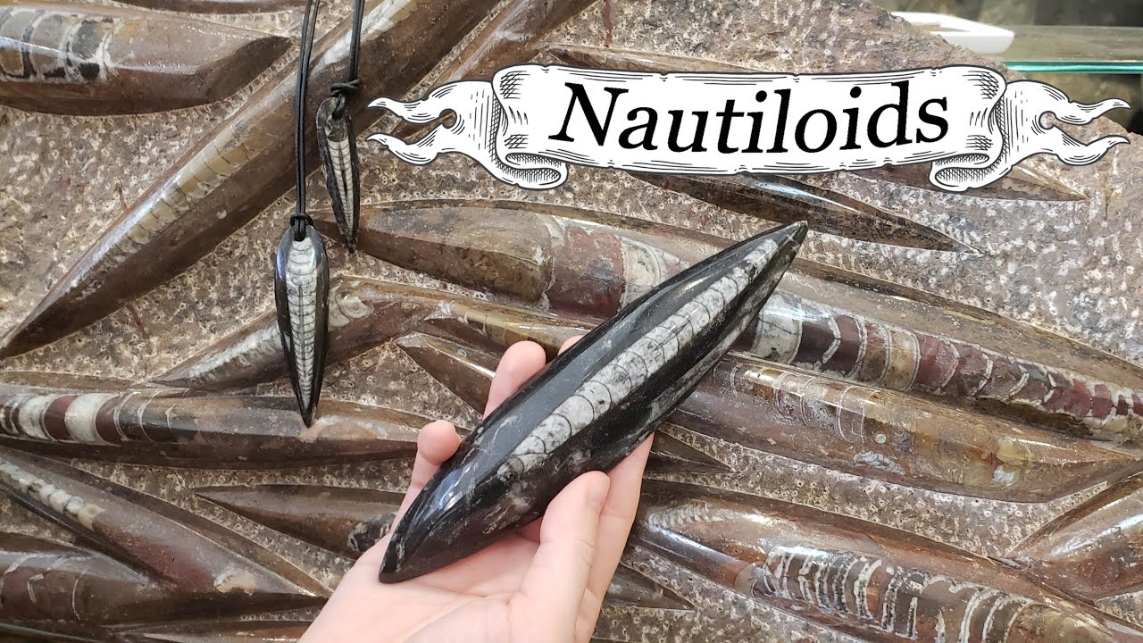 Spotlight on: Nautiloids