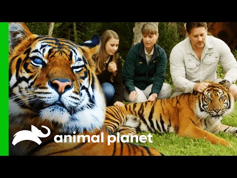 Australia Zoo's Tiger Conservation Programme | Crikey! It's The Irwins