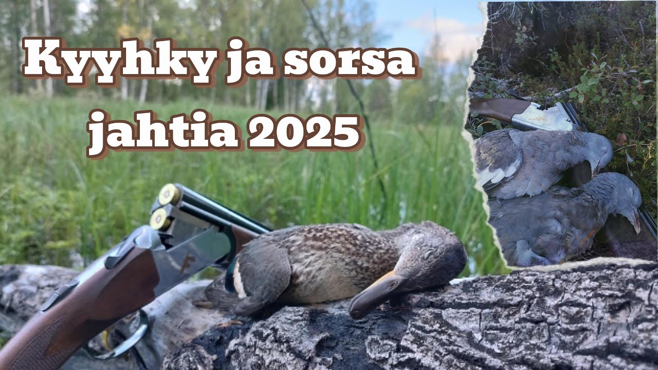 METSÄSTYS | Kyyhkyjahti ja sorsajahti 2025 | Pigeon hunting and duck hunting 2025