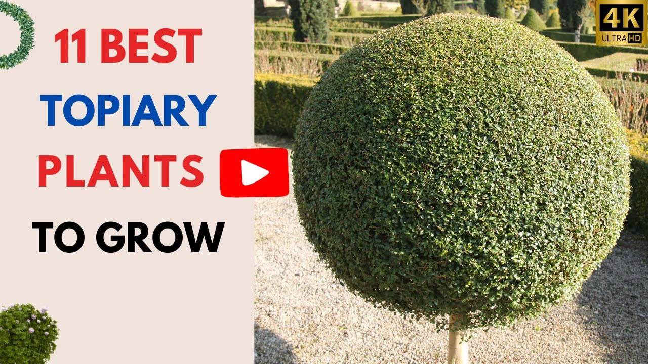 11 Best Topiary Plants to Grow | World of Topiary!