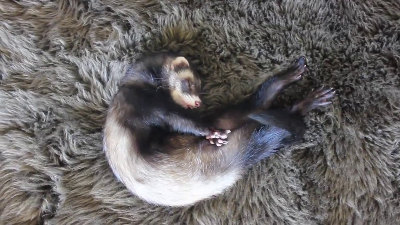 What Do Ferrets Dream About?