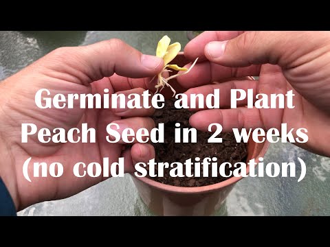 Germinate Peach seed and plant in 14 days no cold stratification