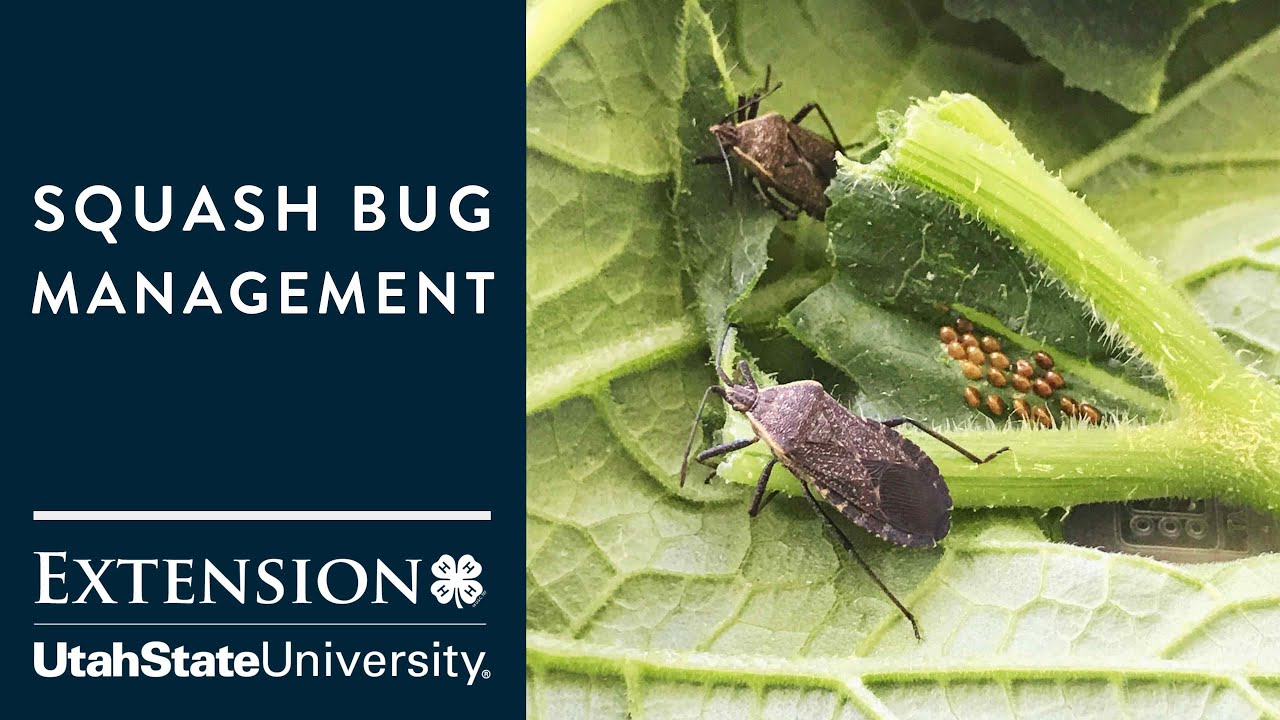 Squash Bug Management