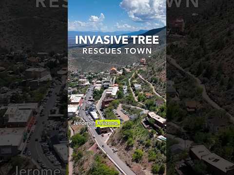 This Invasive Tree Rescues Town in Danger!