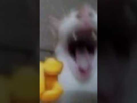 Pointing and laughing cat meme
