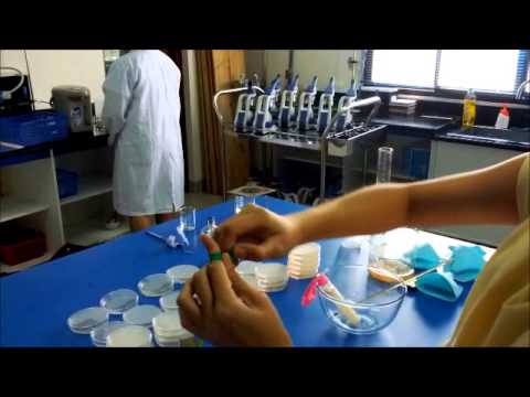 method 1 yeast fermentation lab