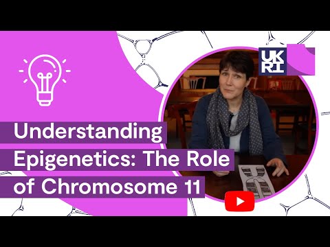 Ri Christmas Advent Calendar 2023 - Understanding #Epigenetics: The Role of #Chromosome 11