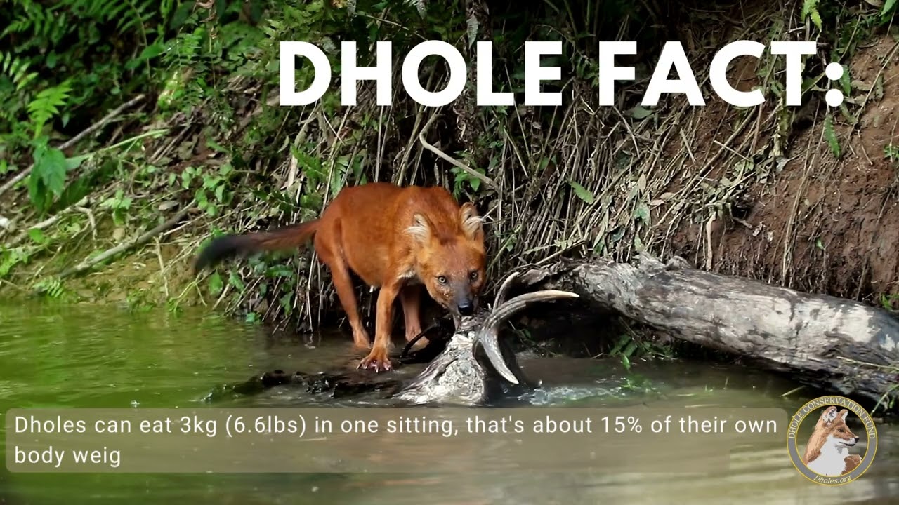 Dhole Fact Eating