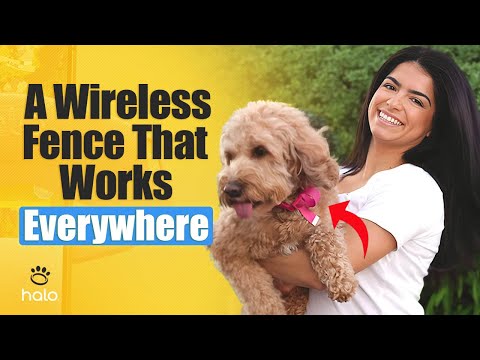 Halo Collar 4 Review: Best GPS Dog Collar & Wireless Dog Fence for Dog Safety