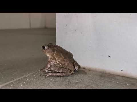 Asian Toad (Duttaphrynus melanostictus) in Thomson Nature Park-Singapore (November 2021)