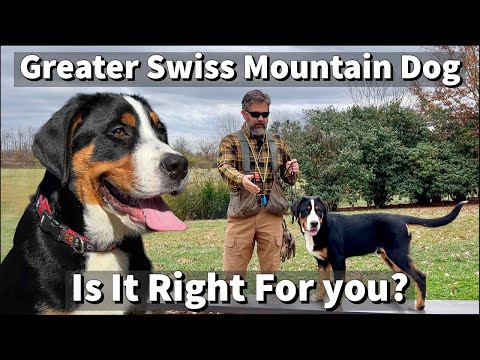 Greater Swiss Mountain Dog | Is It Right For You?