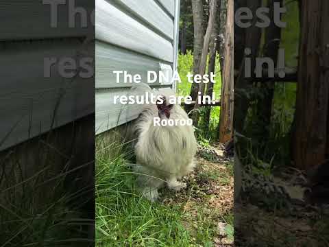Chicken DNA test results are back!