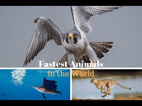 TOP 10 FASTEST ANIMALS IN THE WORLD | Fastest Runner In The Animals Kingdom