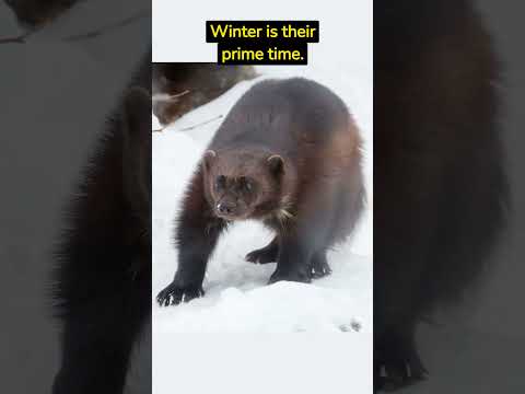 Wild Wolverine Facts! #fact #facts #science #animal #amazingfacts #wildlife #wolverine #wolverines
