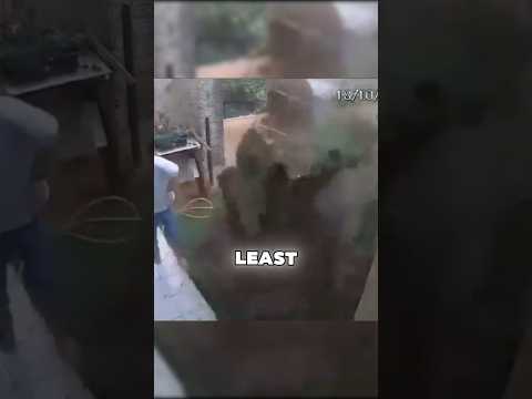 DIY Pest Control Disaster!š¬