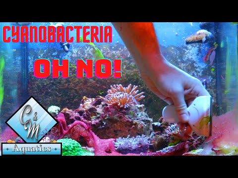 How to get rid of cyanobacteria in a reef aquarium