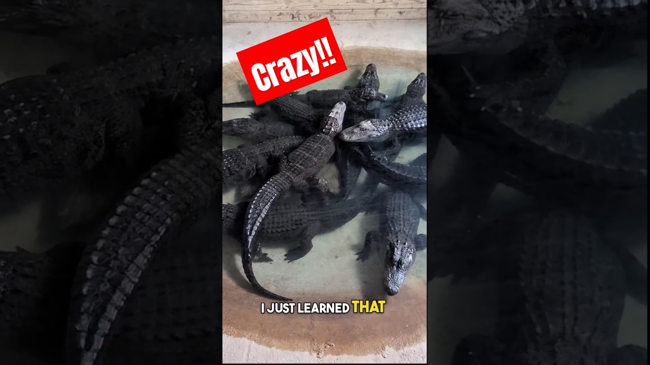Say what?! 🐊 Crazy fact about alligators! #animalfact #alligator #coldblooded #reptile #youtubeshort