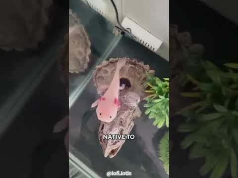 Axolotl 🦎 The Strangest Yet Cutest Animal!