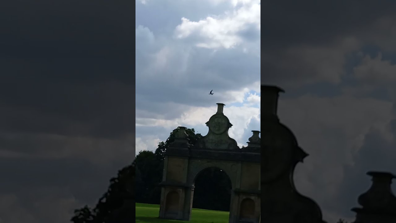 Aplomado Falcon Chases Lure! #birds