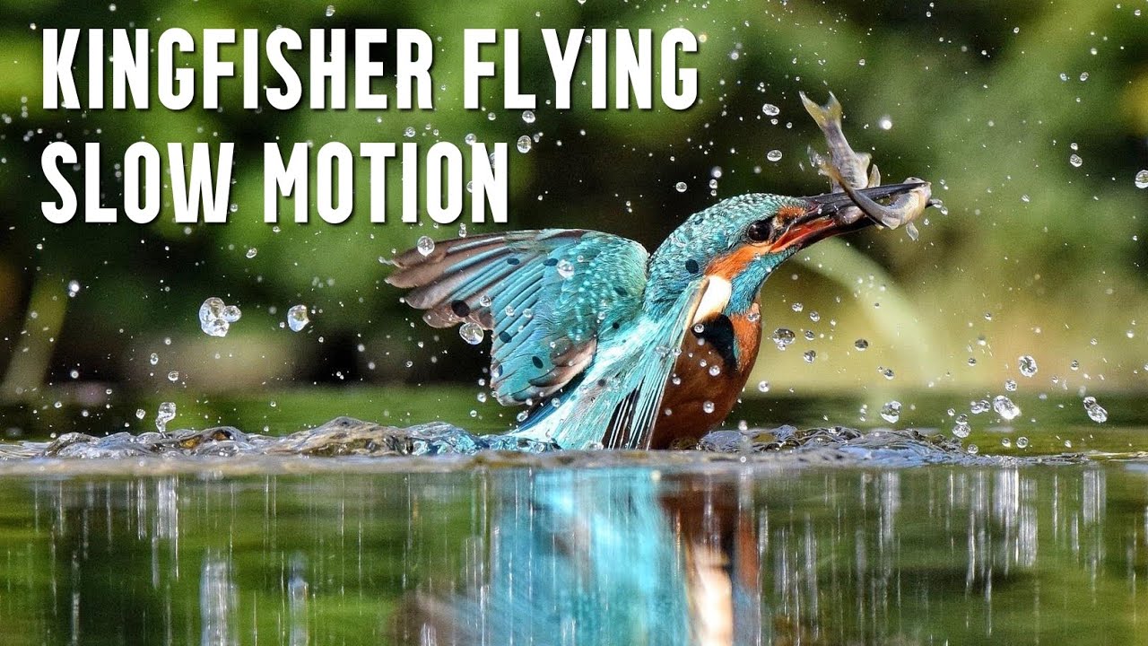 Kingfisher flying slow motion - diving and catching fish