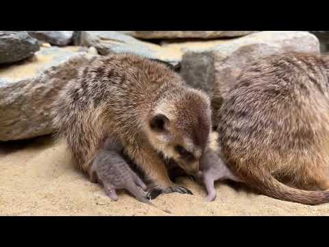 Meet Our Growing Meerkat Mob at the Small Mammal House