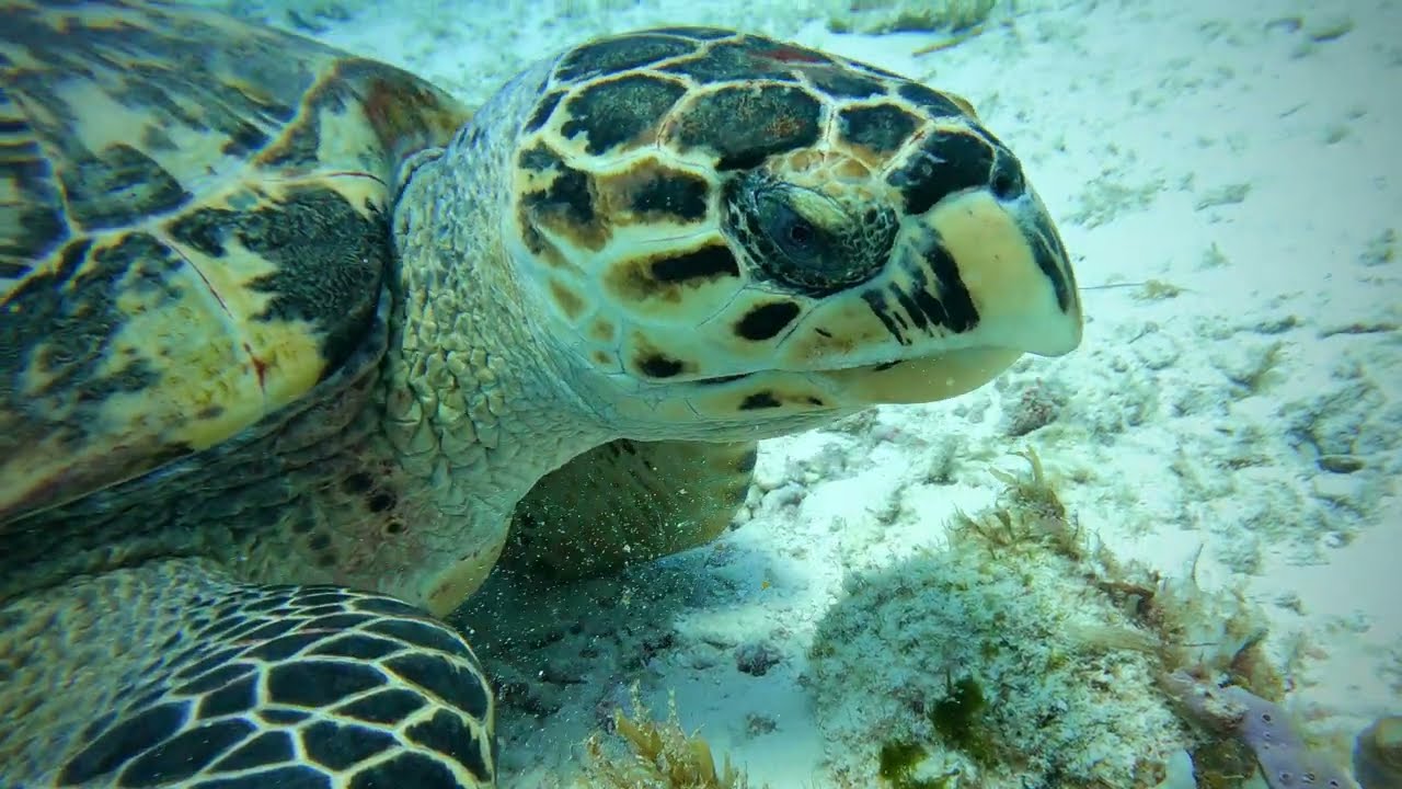 Hawksbill Turtle eating 4K