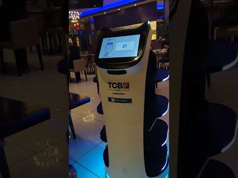 cat robot