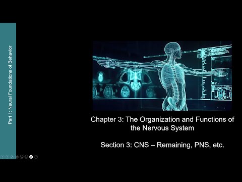 Intro to Behavioral Neuroscience - Lecture 03 - Organization/Functions of the NS - Section 3