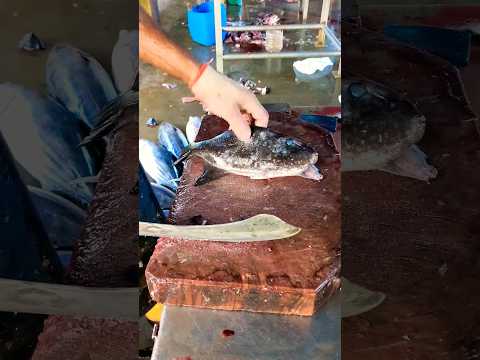 How to Sea Chicken Fish Cut and Clean #tuna #fishcutting #fish #fishing #shorts #short #shortvideo