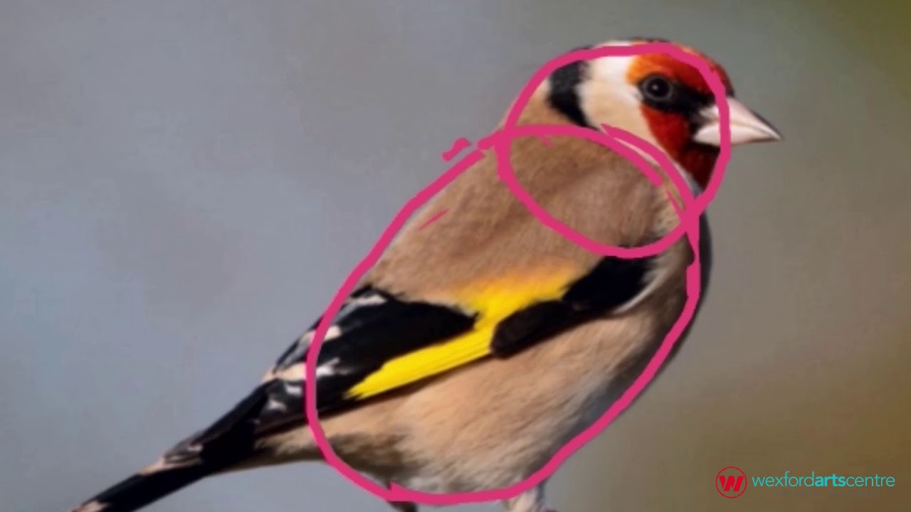 InSight - Drawing Birds with Brid Colloton