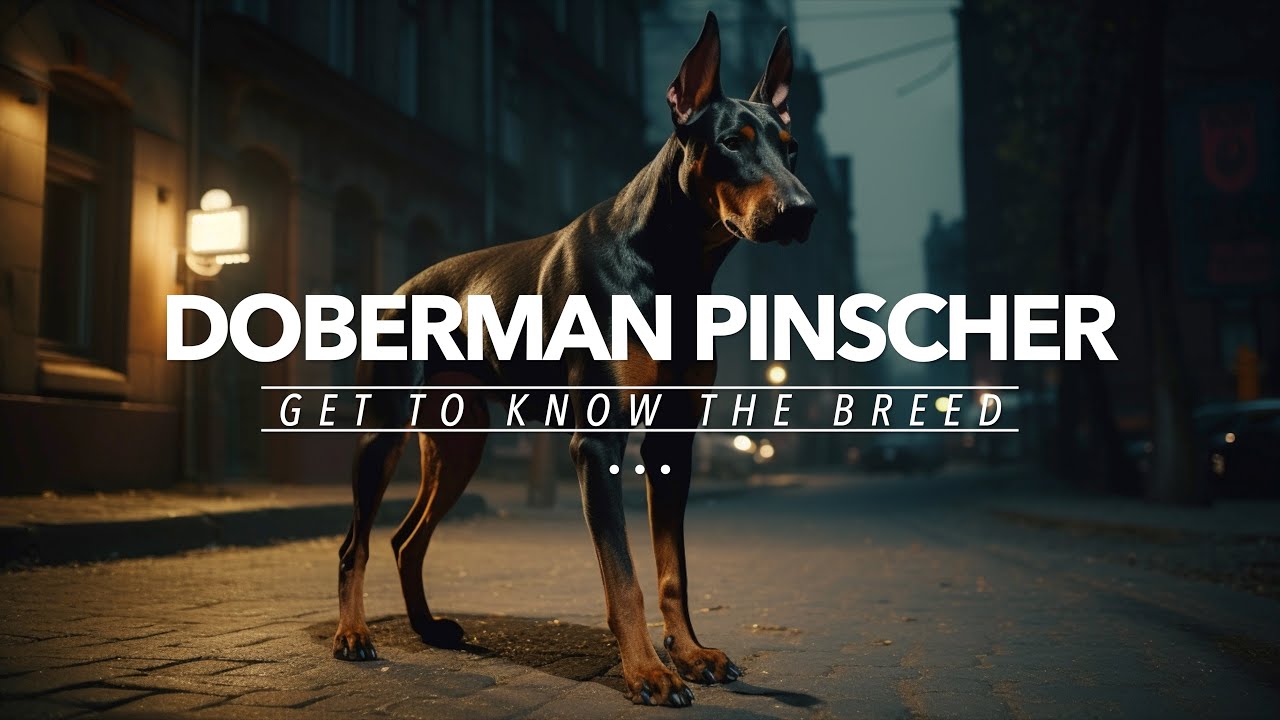 Why Doberman Pinschers are the BEST Dogs