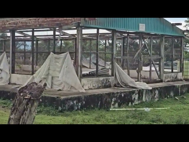 WATCH: Armed thieves steal seven goats from Sydney Pagon STEM Academy ...