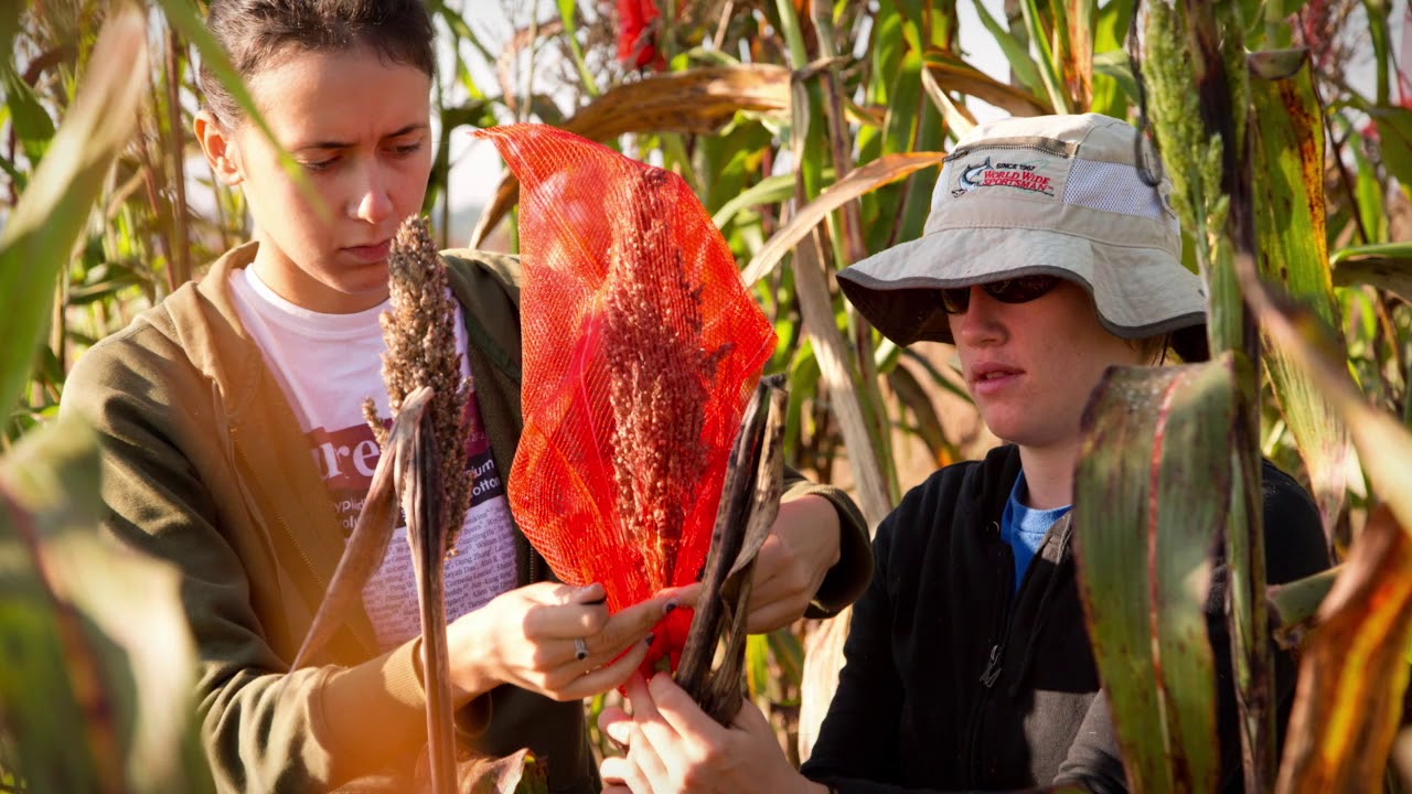 The Climate Resilient Sorghum Innovation Lab