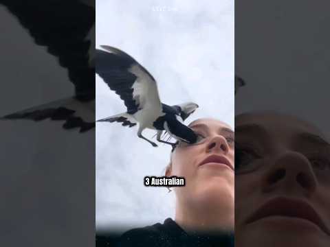 The Australian magpie is a very dangerous bird that you might not know about. #magpies
