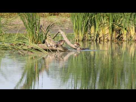Female Wood Duck and Ducklings bathing.