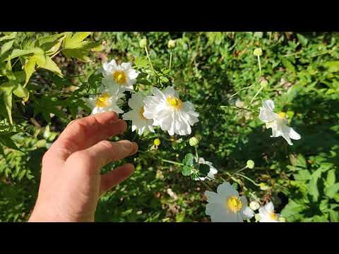 Growing Japanese Anemone For Late Season Color