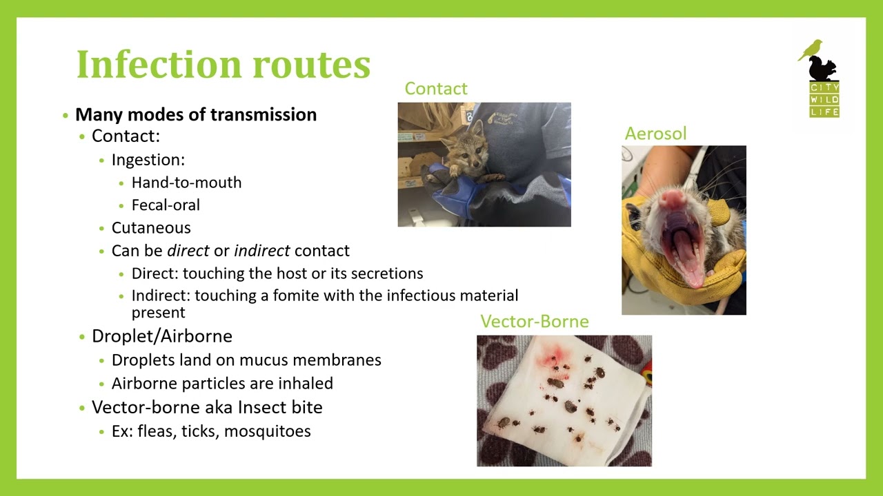 Zoonotic Diseases in Wildlife Rehabilitation, Sarah Sirica, DVM