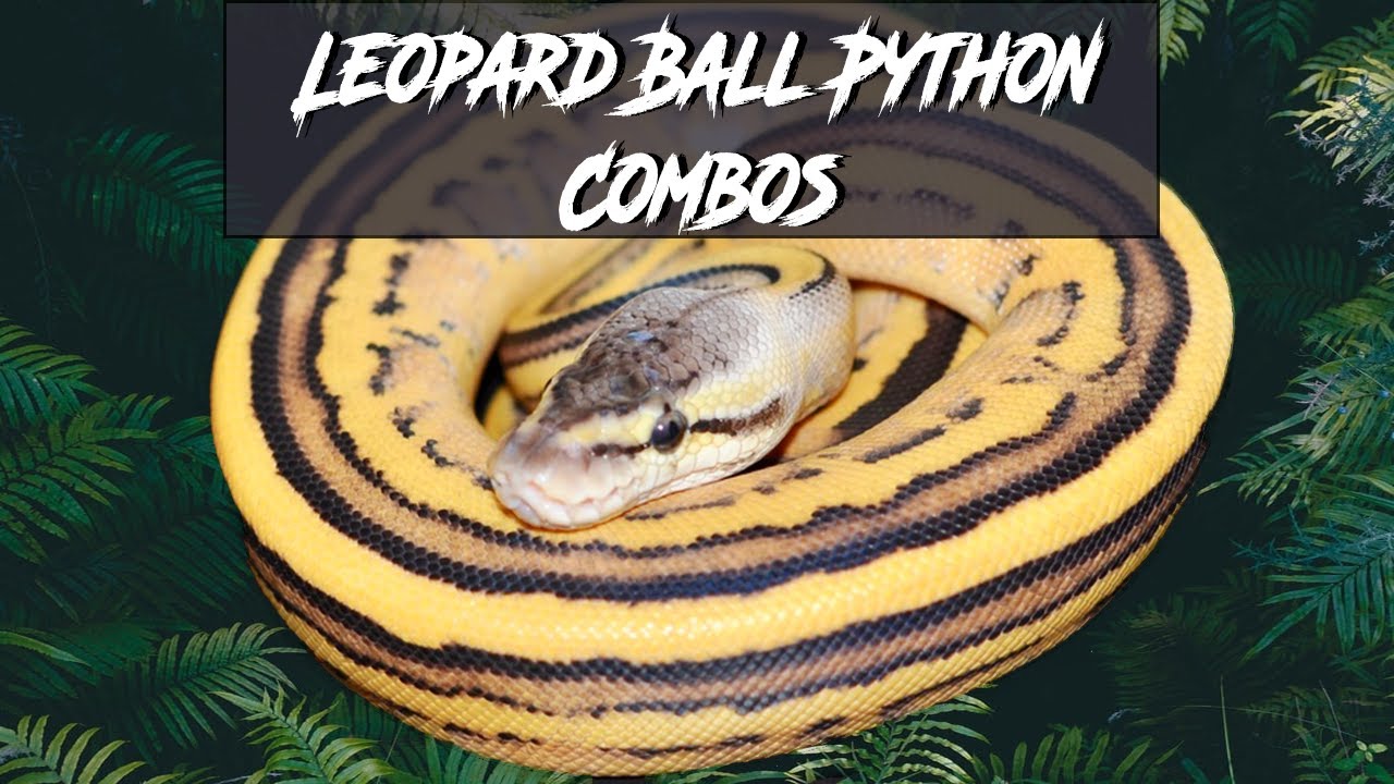 Leopard Ball Python Morph Combos | Jack's Reptiles