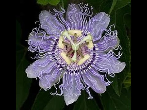 The Legend of the Passionflower