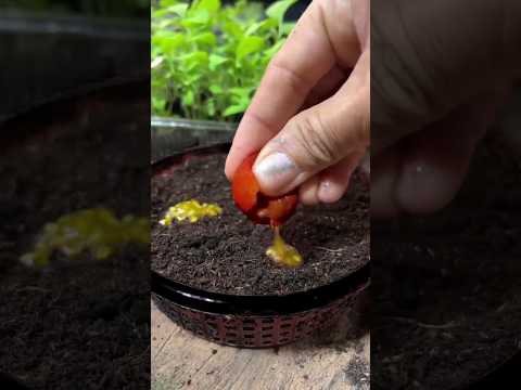 Grow tomatoes easily at home #gardening #tomato #easy