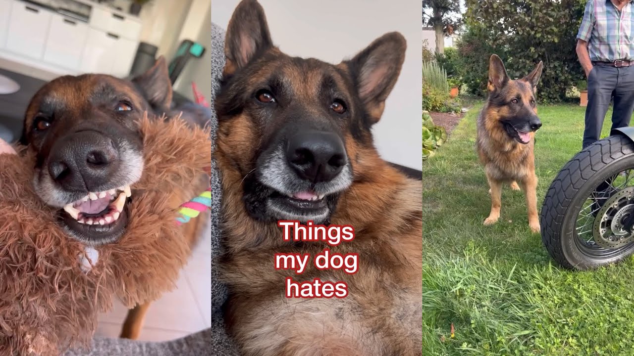 Things My German Shepherd Dog Hates