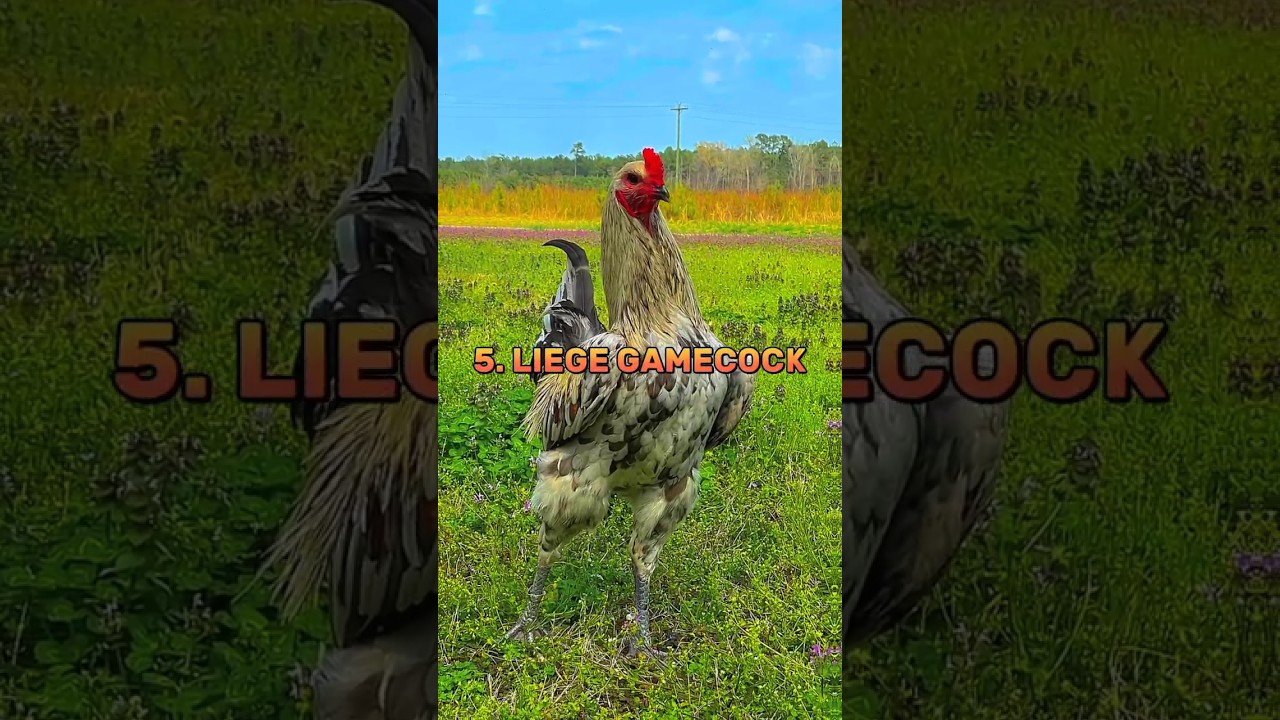 Top 5 most expensive chicken breeds in the world #shorts #viral #trending #chicken