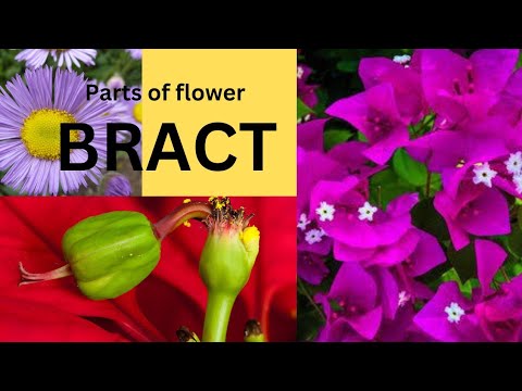 Bract of flower | modification of bract | morphology of flowering plant | #neet2023