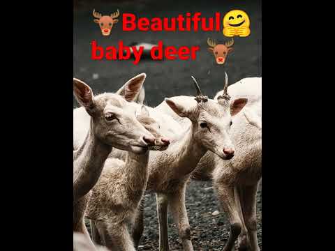 #Beautiful baby deer video?